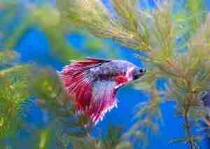 Betta Fish Jumping: 7 Reasons Why & How To Prevent It! - Fish Keeping ...