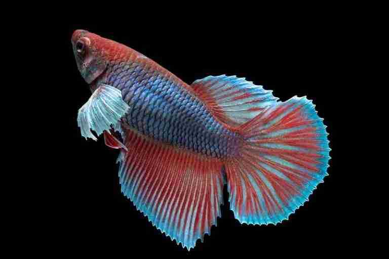 What are Betta Stress Stripes and How to Get Rid of Them - Fish Keeping ...
