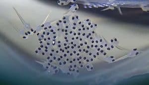 Baby Betta Fish Care (And Feeding Guide) - Fish Keeping Academy
