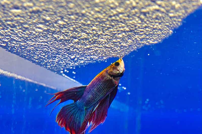 Baby Betta Fish